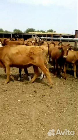 Бычки 19 год