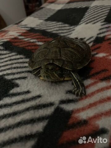 Черепаха