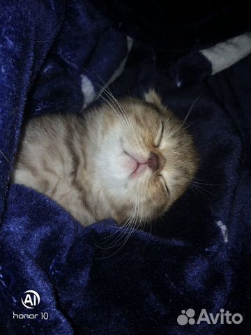 Вислоухая конфетка