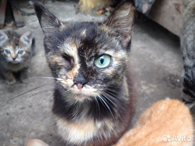 Красивая одноглазая кошка