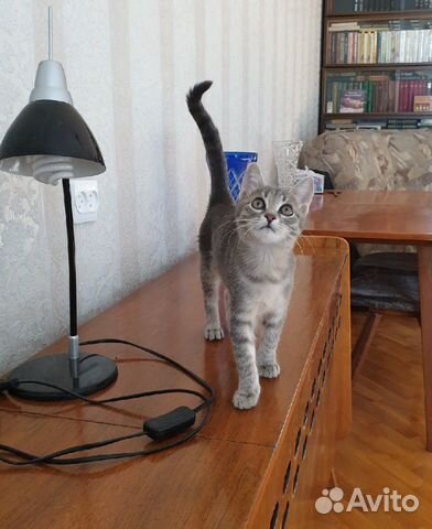 Серебристая кошечка, 3 месяца