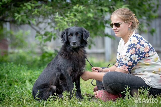 Умочка - фенотип ховаварта