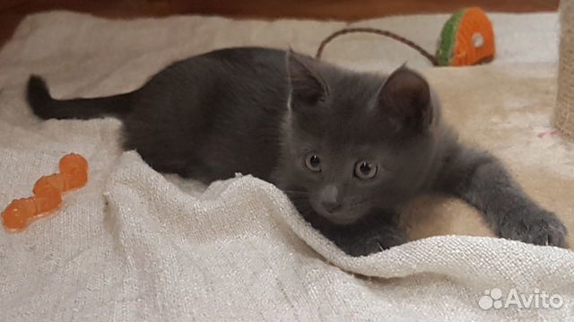 Котенок-британец