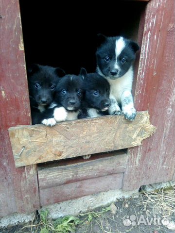 Щенки русско-европейской лайки ищут дом