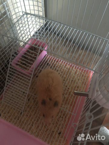 Сибирский хомяк