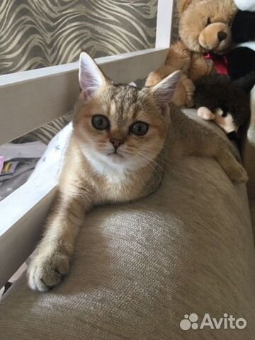 Котёнок. Британец короткошерстный. Драгоценный окр