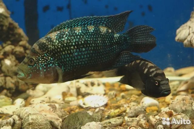 Отдам Цихлозома восьмиполосая(пчелка)