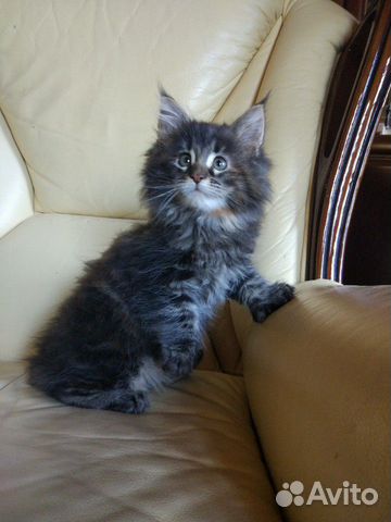 Красавица полидакт