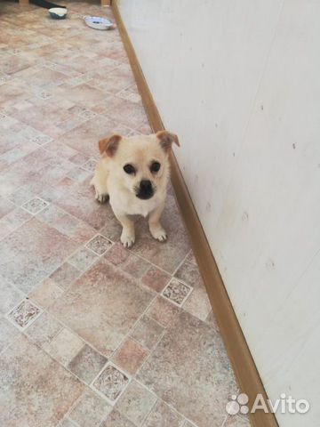 Щенок помесь пинчера-чих