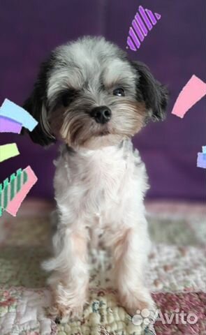 Мини мальчик болоночка подрощенный