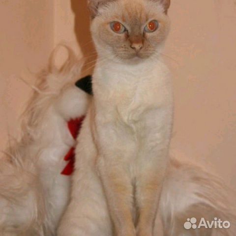 Отдам лечебную кошку- психокорректора