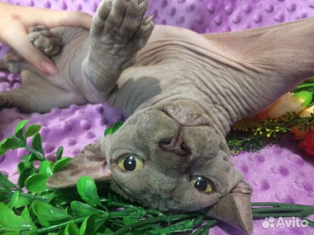 Продажа котят,Канадский сфинкс