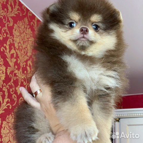 Шпиц дев. шок-подп