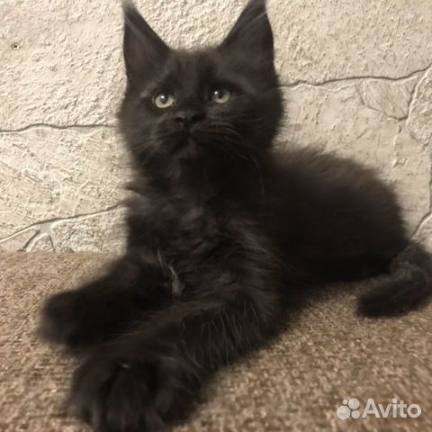 Котище Мейн-Кун кот Учёный
