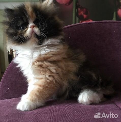 Продам кошечку Экзотку