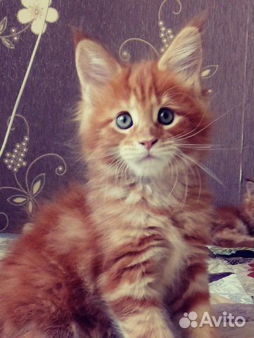Котята мейн кун