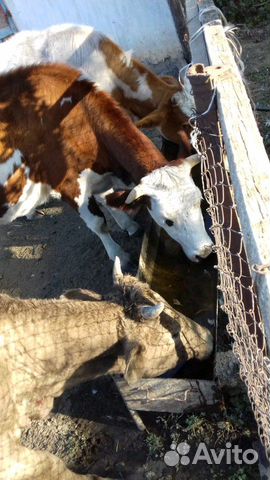 Первотёлки