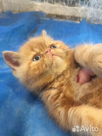 Продаются котята экзоты