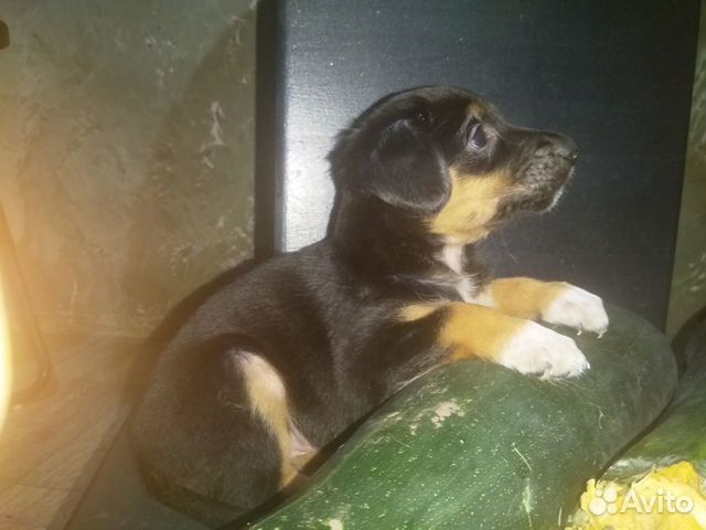 Кутята дизайнерской собачки