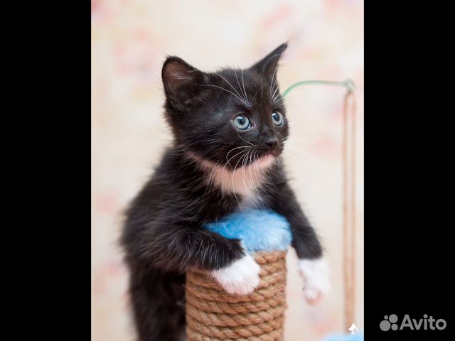 Котёнок мальчик ищет дом