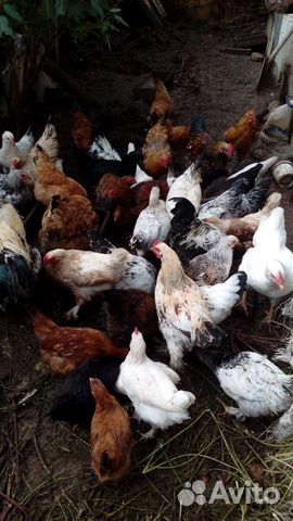 Молодые петушки