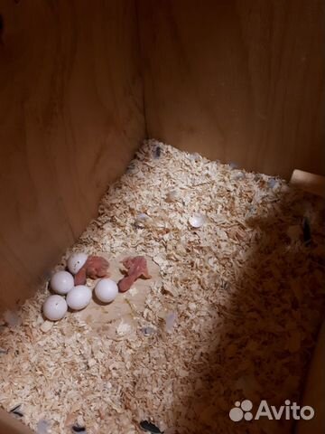 Попугаи рабочая пара в разведение