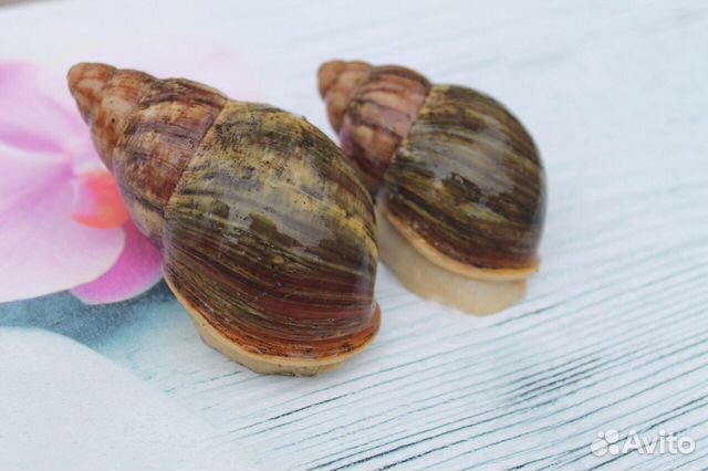 Улитки архахатина сп бенин альбино