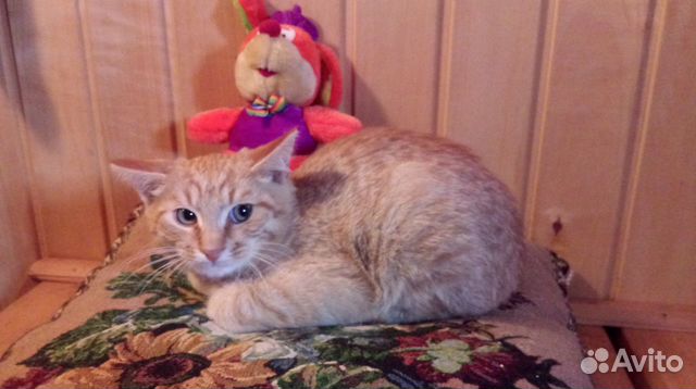 3 ручных котёнка