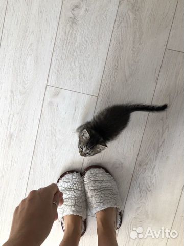 Котик мальчик бесплатно