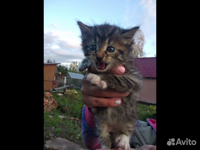 Котёнок ищет дом