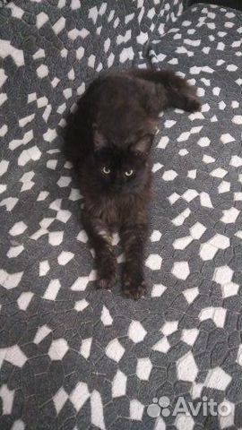 Мейн-кун черный дымчатый