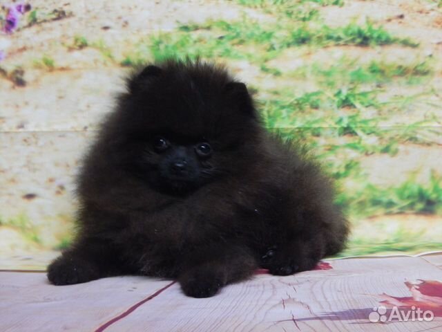 Черный мальчик померанчик 3мес