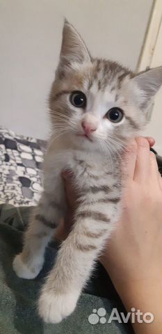 Отдадим в добрые руки) котятам 1 мес,мальчики