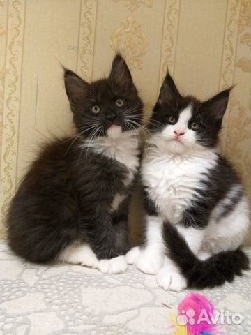 Красавчики мейнкунчики