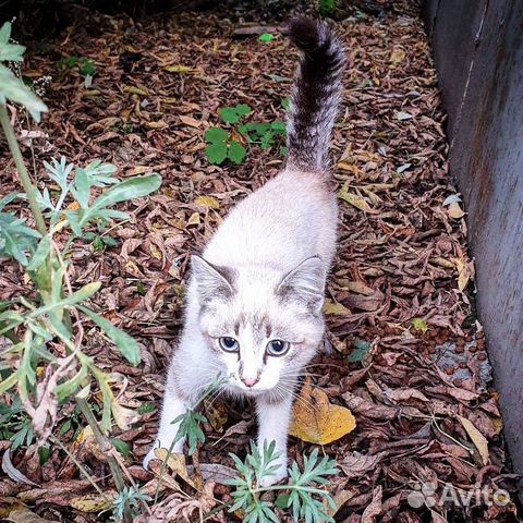 Котенок ищет дом