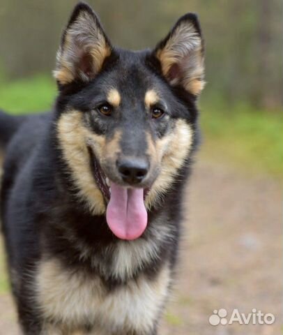 Идеальный щенок Вуд