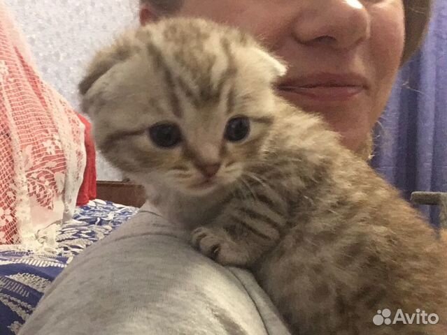 Вислоухий малыш