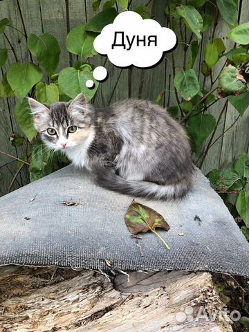 Чeтвeрo котят ищут своих xозяев
