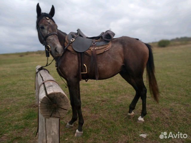 Жеребчик англо- араб 2 года