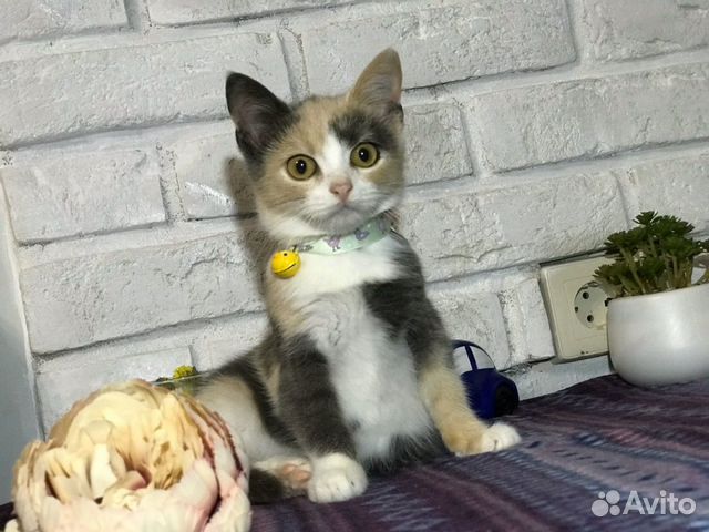 Крем-брюлейная девочка ищет мамулю, 2,5 мес