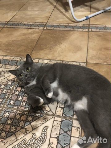 Красавица Грейс