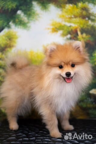 Померанский шпиц