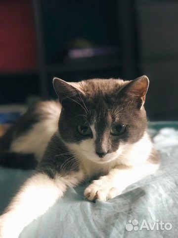 Маленькая кошка ищет дом