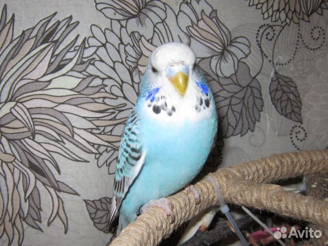 Молоденькая самочка (три месяца) волнистый попугай