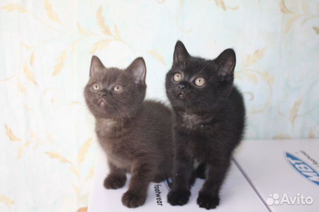 Британские котята шоколадная и черный