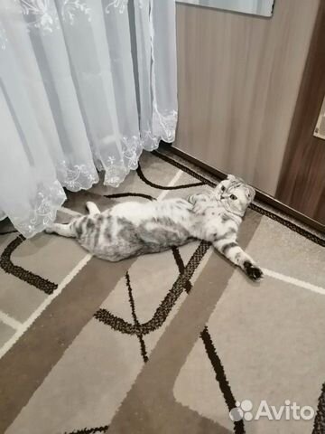 Кошечка скотиш-фолд очень ждет жениха
