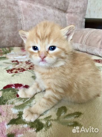 Котята в дар. Метисы шотландской гладкошерстной