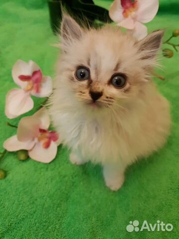 Белоснежка хочет домой