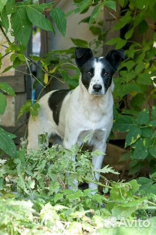 Бело-черный красавчик для дружбы и охраны