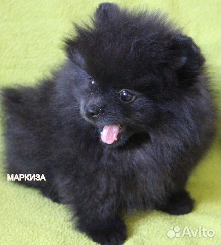 Очаровательная игрунья